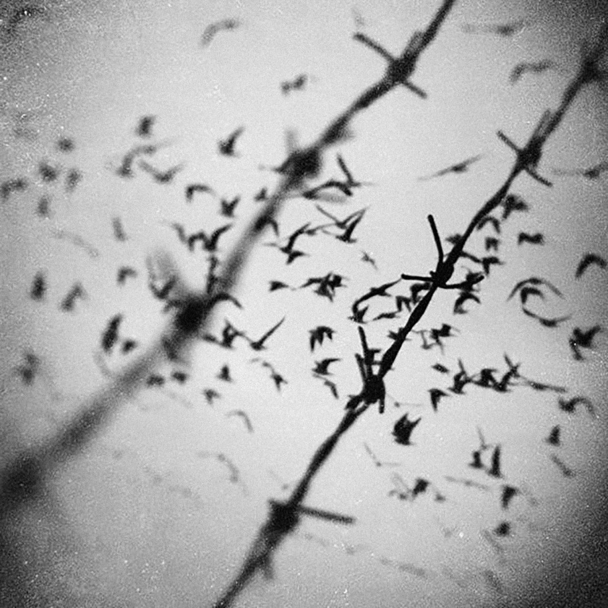 FALL OF THE RAVEN photographed by Thymournia - LetKiss