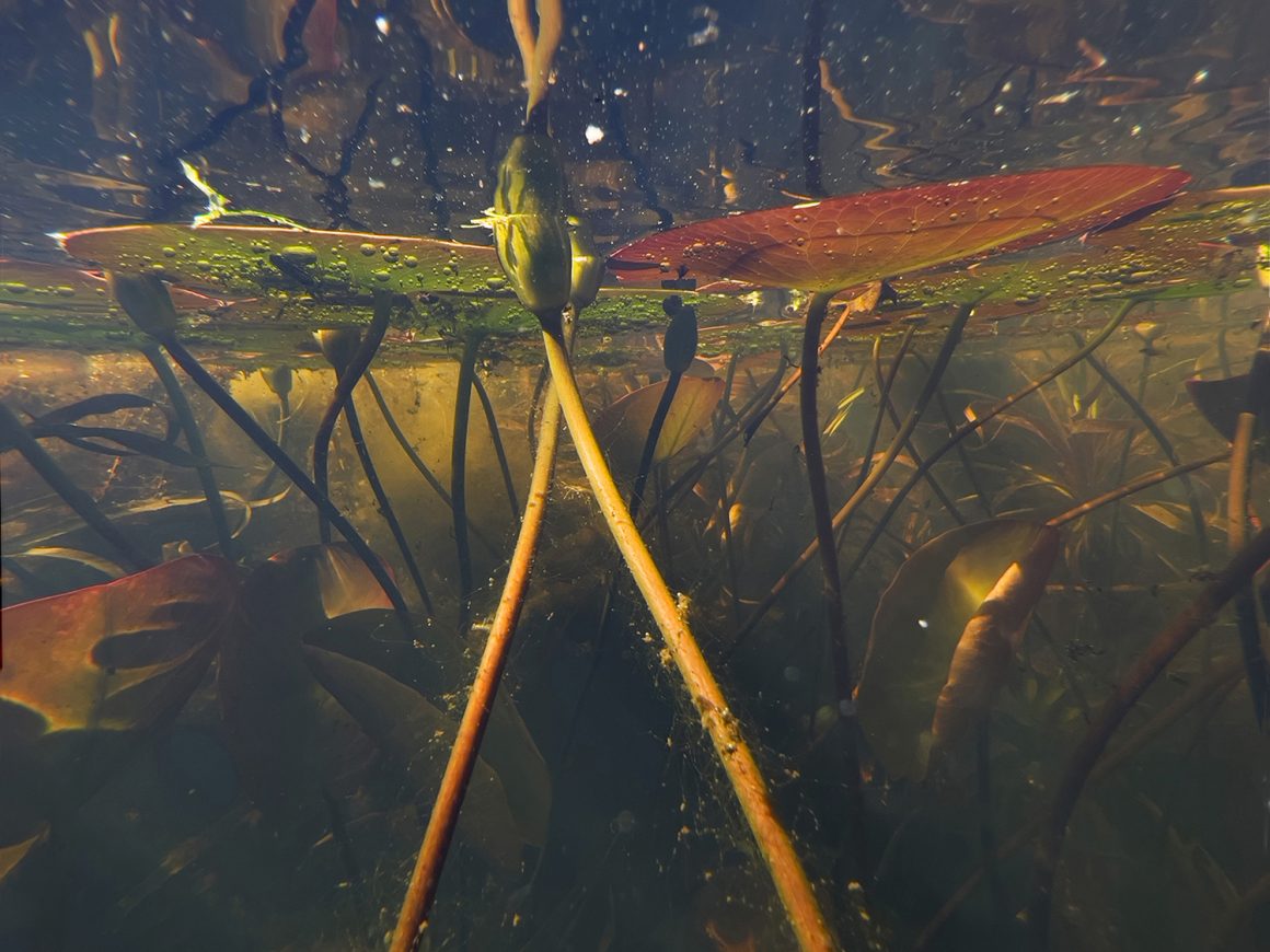 FLOWER POWER photographed by Sabine Hartl - LetKiss